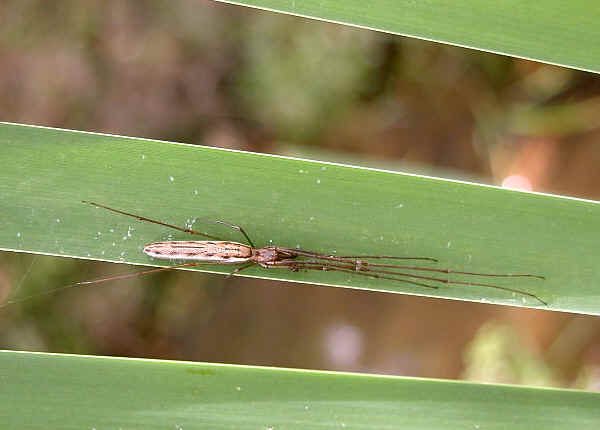 Long-jawed Spider - Tetragnatha sp.
