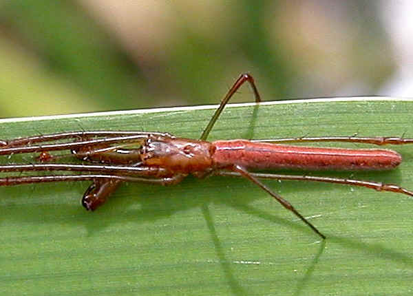 Long-jawed Spider - Tetragnatha sp.