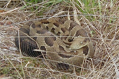 Rattlesnake Pictures