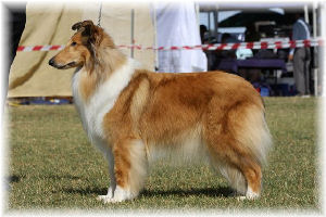 Our Current Show Team