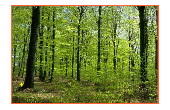 Natural Vegetation