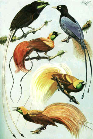 Ribbon Tailed Bird Of Paradise