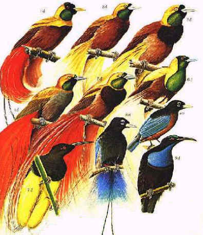 Birds of Paradise Information Page