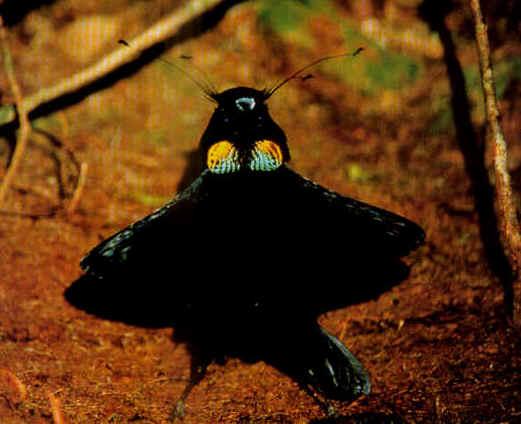 Birds of Paradise Photo Gallery Page