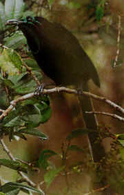 Birds of Paradise Photo Gallery Page