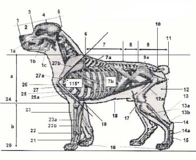 Canil Slayer - Rottweiler