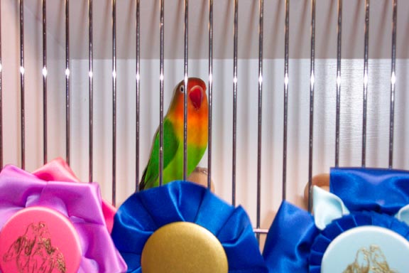 Carolina Flight Aviary Show Photos