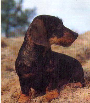 TECKEL O DACHSHUND