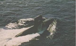 Submarines - Veterans,Jallao,Snook,Cavalla,John Marshall