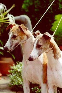 Scizzorhands Whippets - Welcome