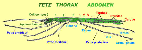 Phasmes,phasme,phasmids,stick insects,insectesfiches d'élevage,photos ...