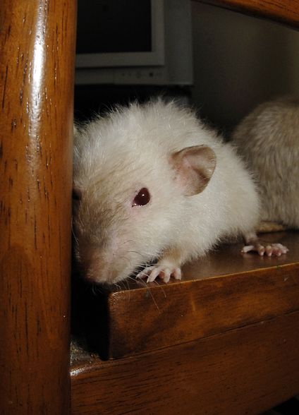 index [www.geocities.ws]