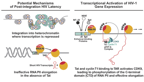 HIV MOLECULAR BIOLOGY