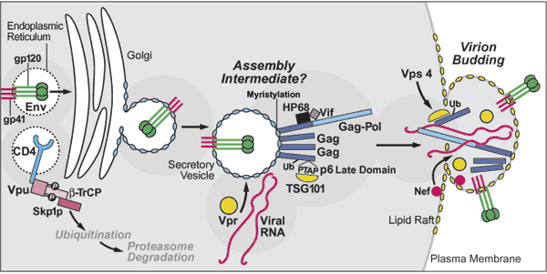 HIV MOLECULAR BIOLOGY