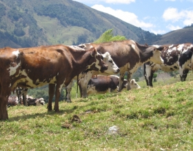 olancho