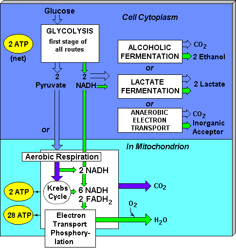 DIAGRAM OF METABOLISM • CLS Period 1 - Glycolysis, the Krebs Cycle, the ...