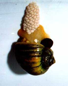 Ampullaria gigas, el caracol manzana