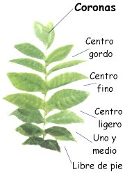 clasificación del tabaco:estructura y partes del cigarro