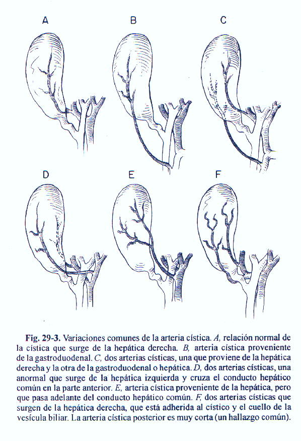 Variaciones De La Arteria Cística