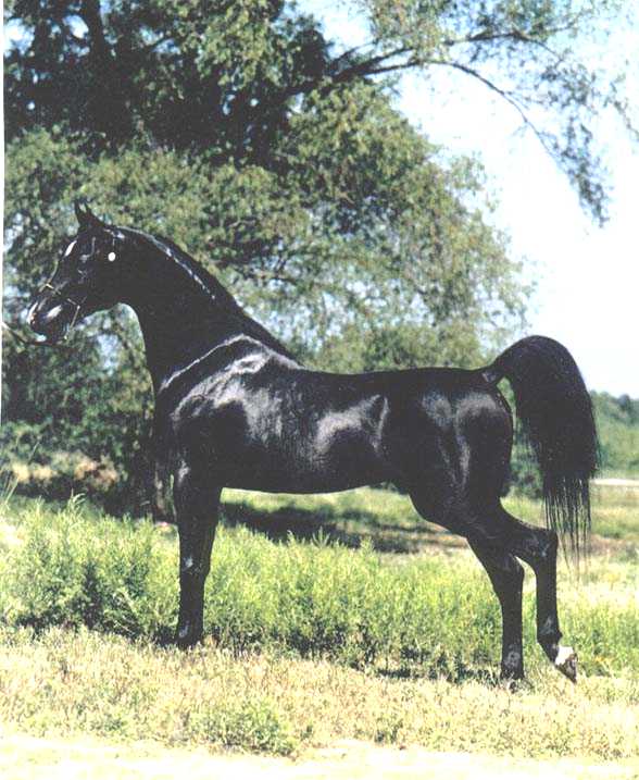 ARABIAN HORSES OF CLARKSON STABLES
