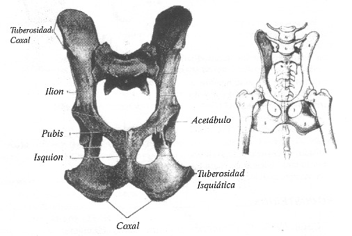 Huesos de la cadera del gato - Imagui
