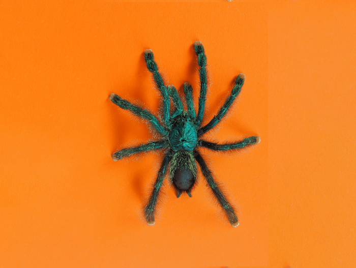 Halloween Invitation - Cliff Sikora