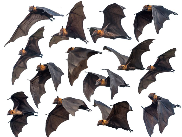 Halloween Invitation - Cliff Sikora