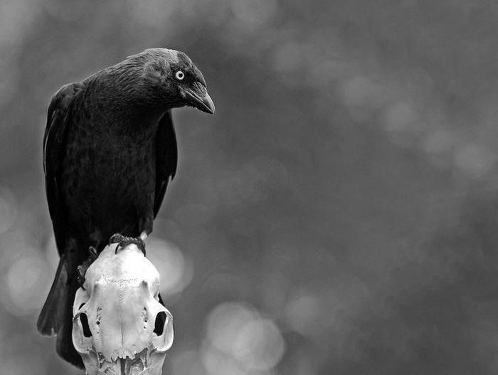 Halloween Invitation - Cliff Sikora