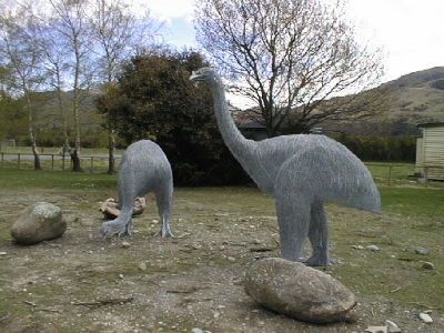 Alford Forest Moa Project