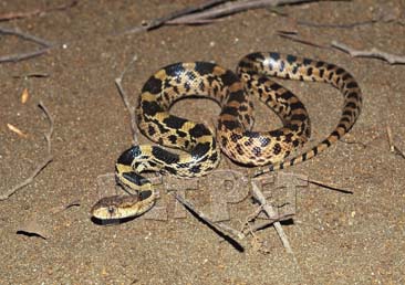 El alicante (Pituophis deppei deppei)