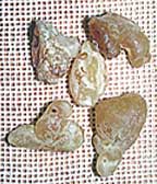 Aglutinantes Naturales