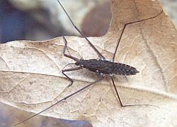 BUGS OF INSECT ORDER HEMIPTERA: Waterbugs