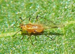 HOMOPTERA: APHIDS, HOPPERS, CICADAS