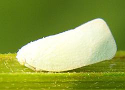 HOMOPTERA: APHIDS, HOPPERS, CICADAS