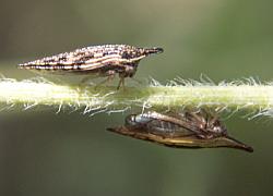 HOMOPTERA: APHIDS, HOPPERS, CICADAS