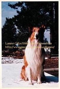 Lassie (The Old Man) from The New Lassie