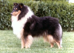 Adultes - Historique