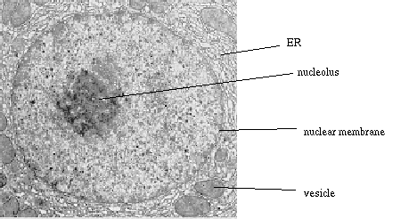Nucleus Microscope