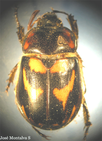 Coleopteros-José Montalva