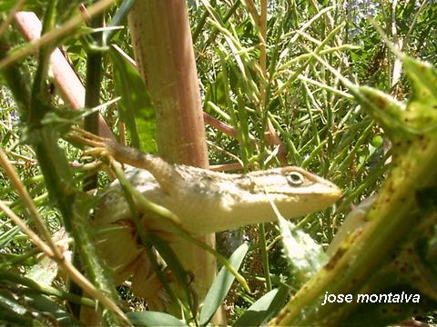 Liolaemus chilensis Fotografía José Montalva Sausalito