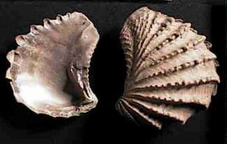 Check out Tennessee State Fossil Home Page -UT Martin Department of ...