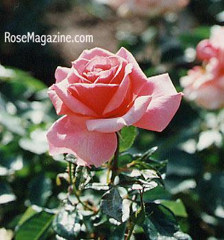 A Touch of Rose