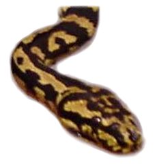 Jungle Carpet Pythons, Something for Everyone Reptiles