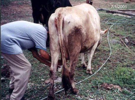 Pictures Of Cows In Lakshmi Cow Park