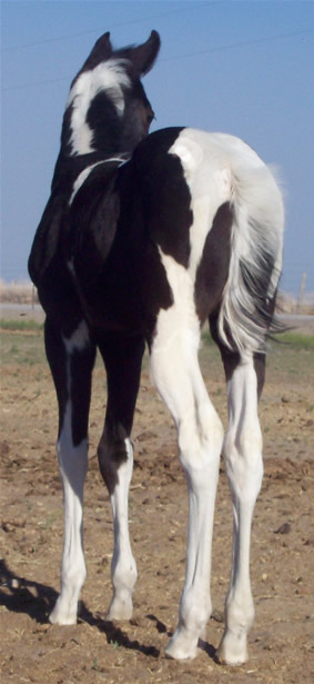 Slidin~J~Ranch---Quality Performance Paint Horses