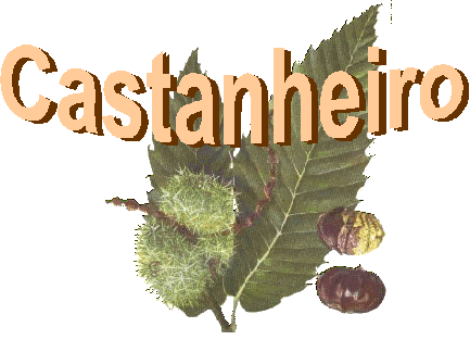 CASTANHEIRO
