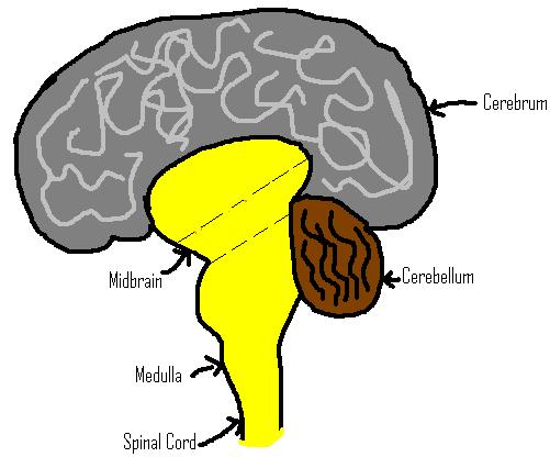 Diagrams of the Brain