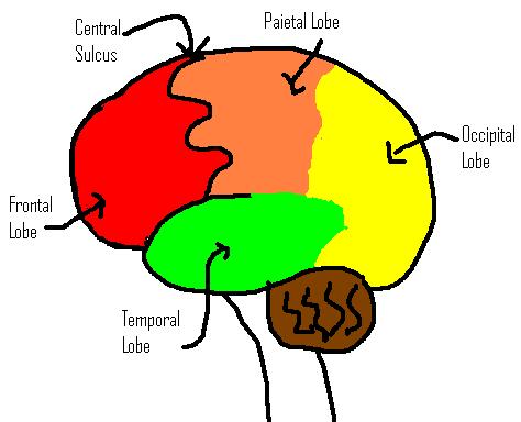 Diagrams of the Brain