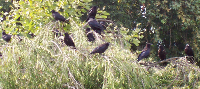Photos of Pairs or Groups of Crows