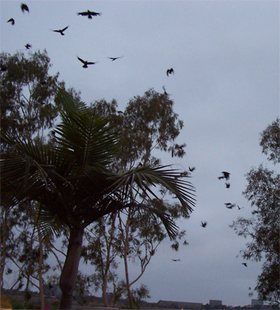 Photos of Pairs or Groups of Crows